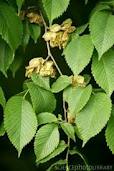 Herbs-Treat and Taste: WYCH ELM - MYTHS, USES AND HEALTH BENEFITS OF ...