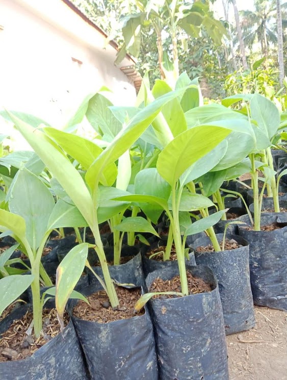 Bibit Pisang Raja Nangka Harga Bersahabat