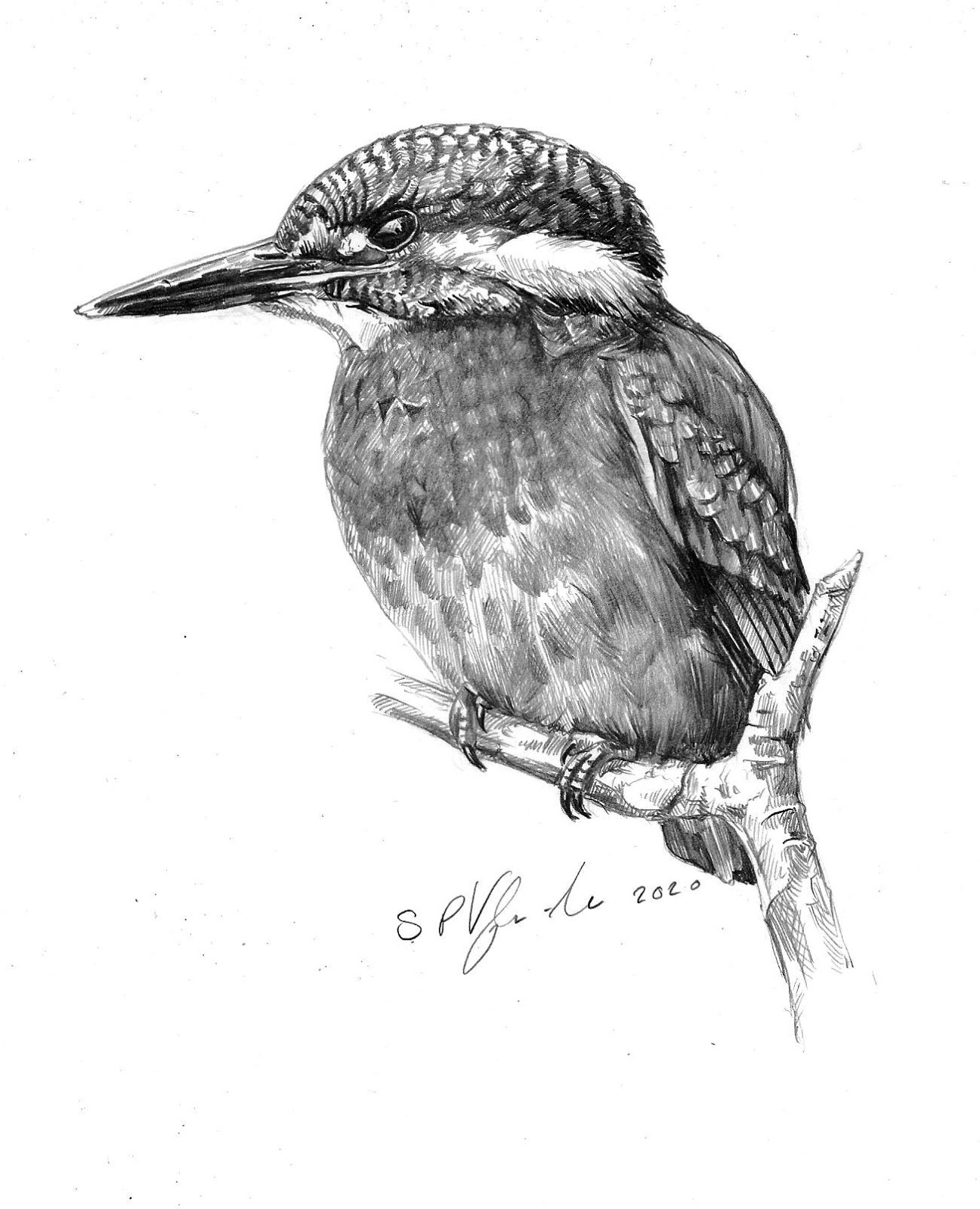 Drawing from experience...: Kingfisher (Alcedo atthis)