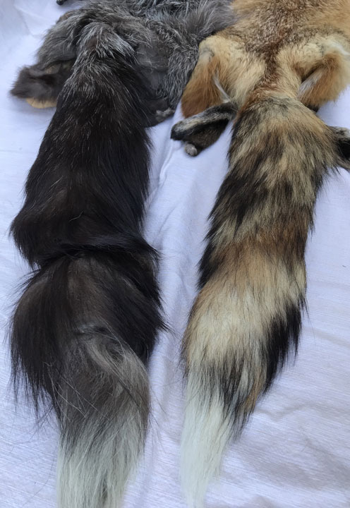 Friends of the Island Fox: Is That An Island Fox? Identifying North ...