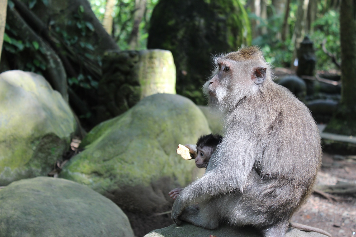 AVELINE VISITE LE MONDE: Bali et la forêt des singes!