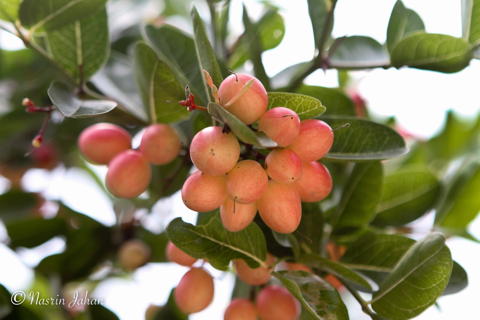 Koromcha | Precious Fruits of Bangladesh | Kamranga