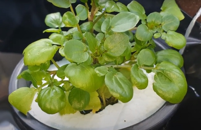 How To Grow Watercress In A Pond