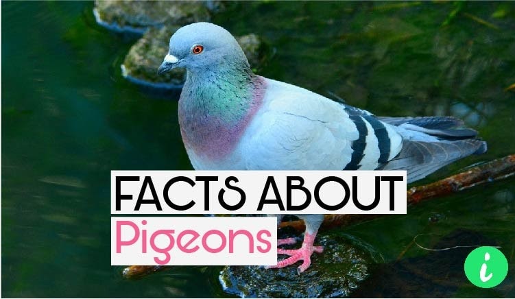 10 Amazing Facts About Pigeons | Pigeons Facts - InfoHifi