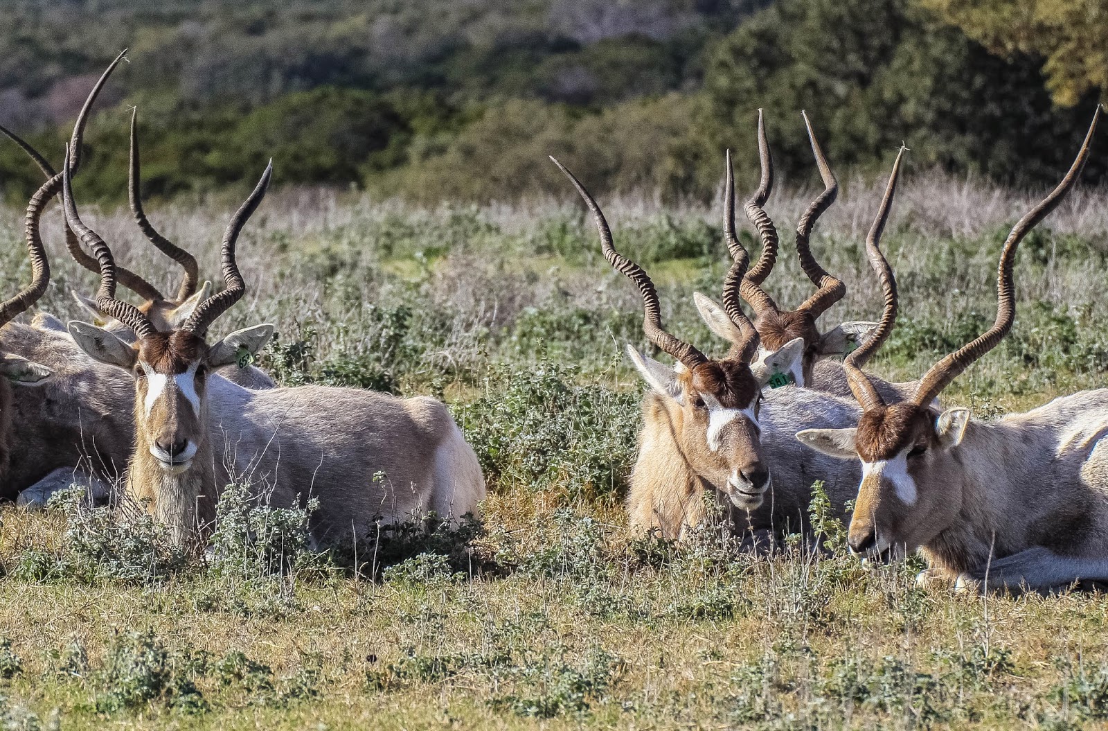 Cannundrums: Addax