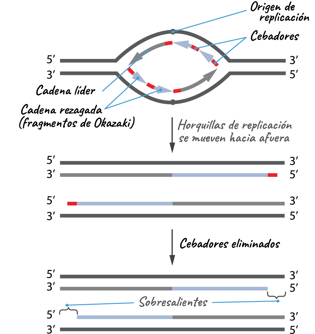 Actuaciencia: Ciclo celular: mitosis y meiosis, con ejercicios