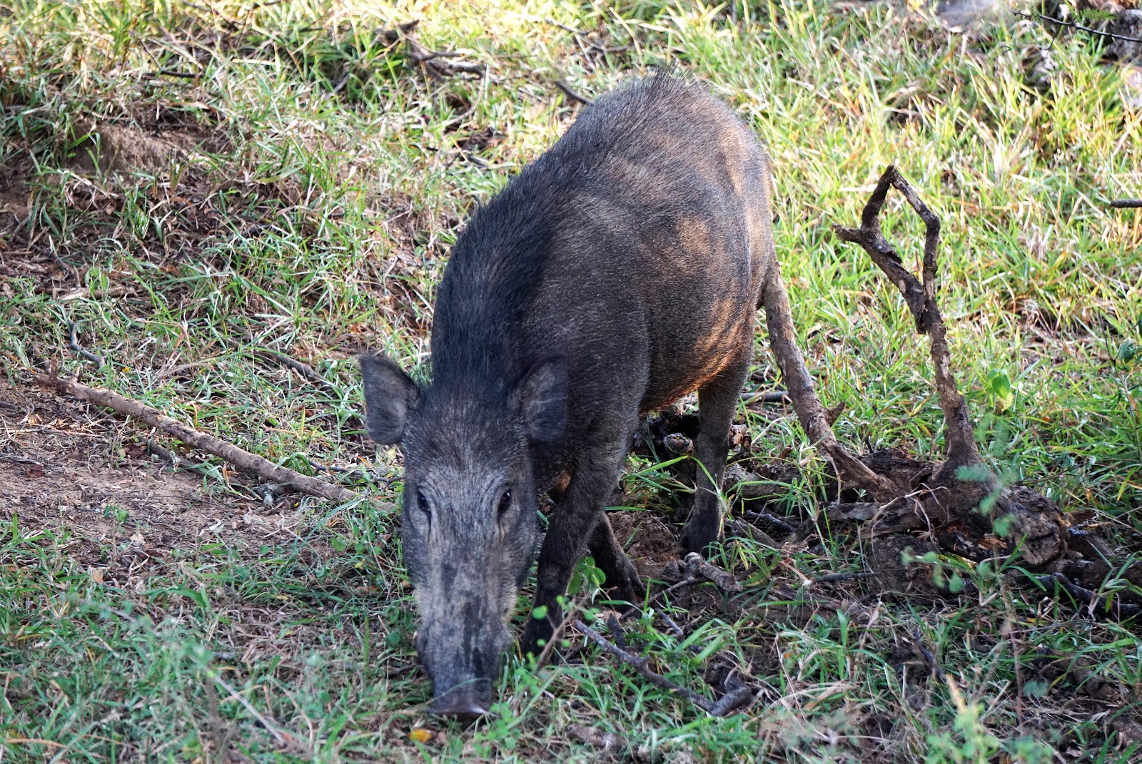 Souvenir Chronicles: SRI LANKA: YALA NATIONAL PARK