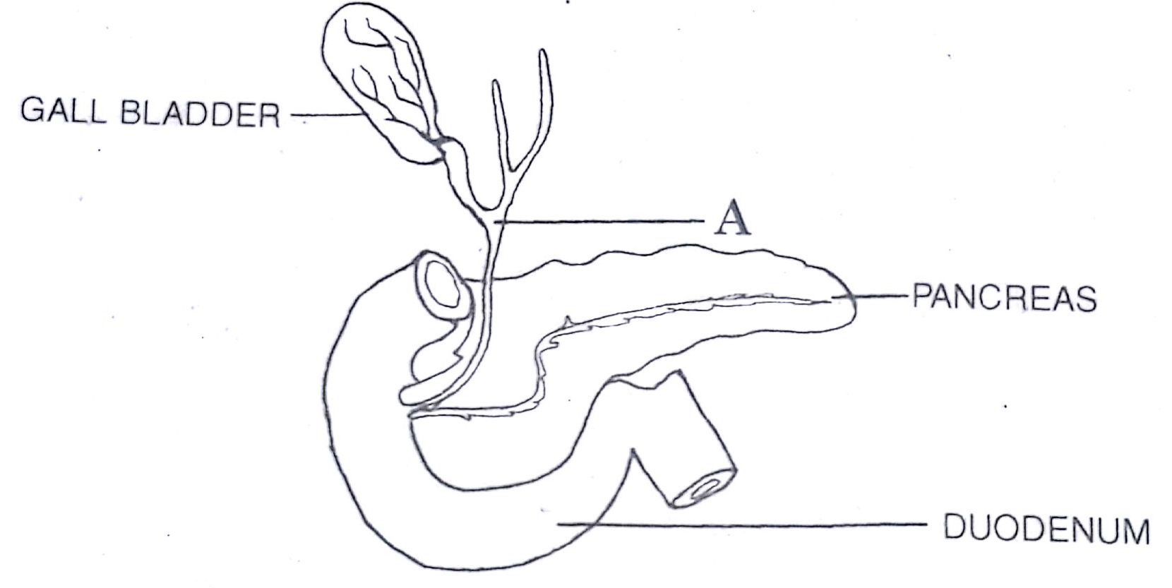 Digestion and Absorption | Previous Year Questions | 2010 to 2014