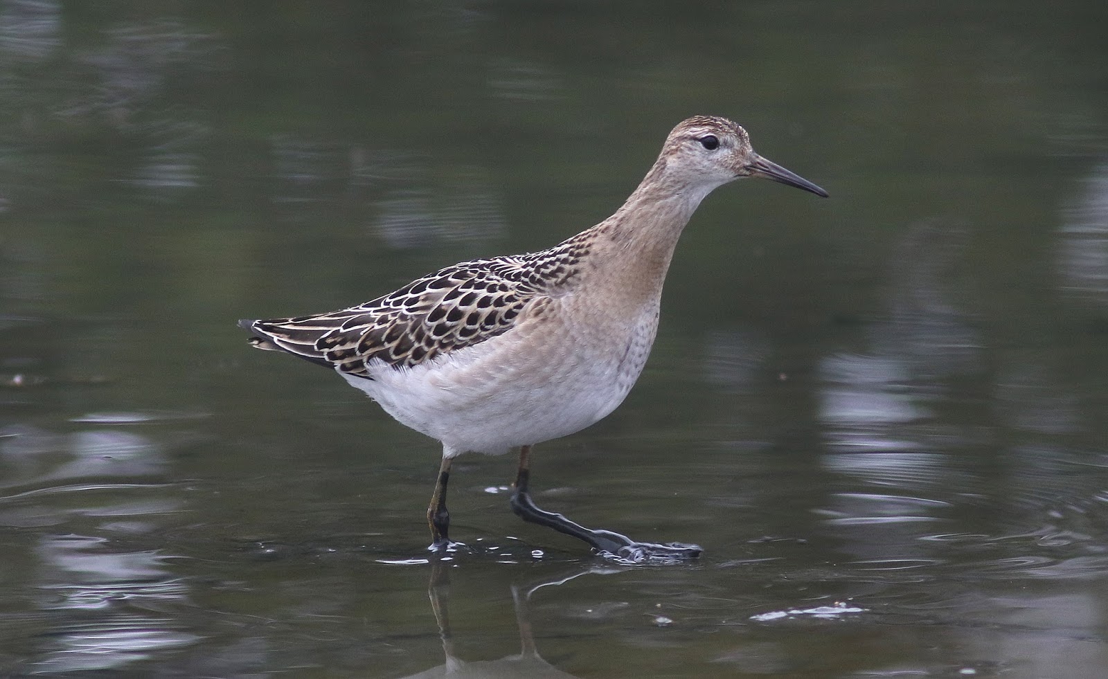 Non-Stop Birding: Ruff