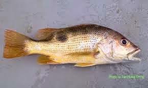 Memancing: Cara-cara memancing Ikan Jenahak