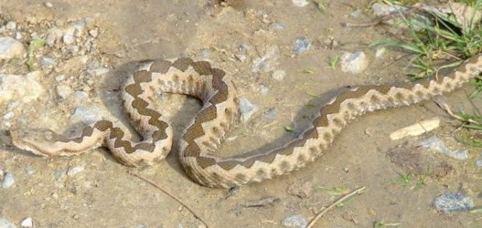 Poskokuša: Rakija koja nezakonito ‘liječi sve’!