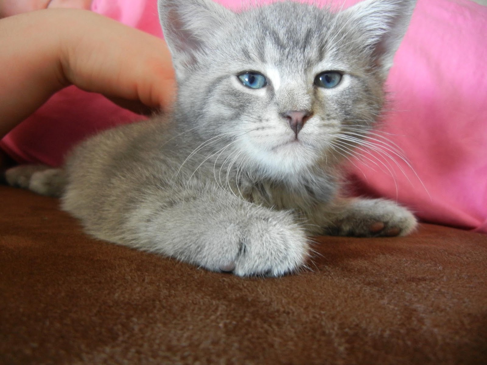 Lovely: Throwback Thursday: Kitty Style