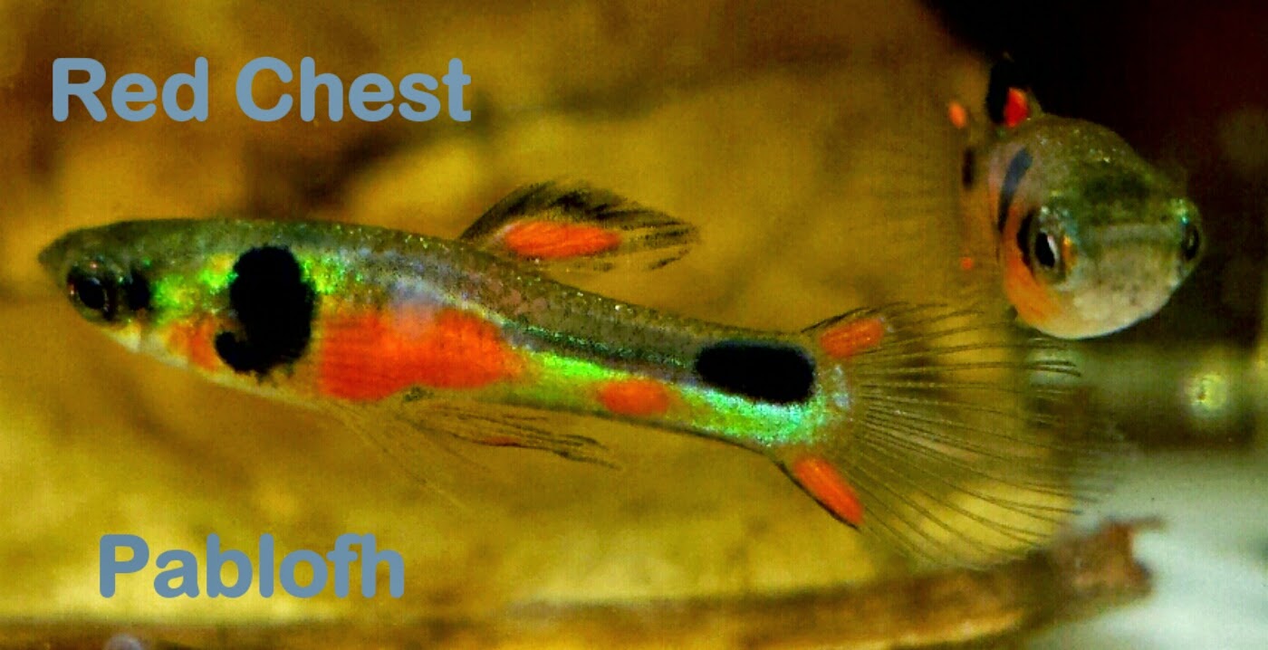 ENDLER POECILIA WINGEI Livebearers Cumana Area @endlerpoeciliawingei ...