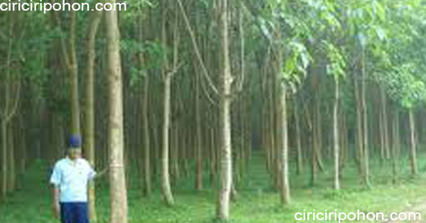Mengenal Pohon Jati Putih (Gmelina arborea) - Ciriciripohon.com