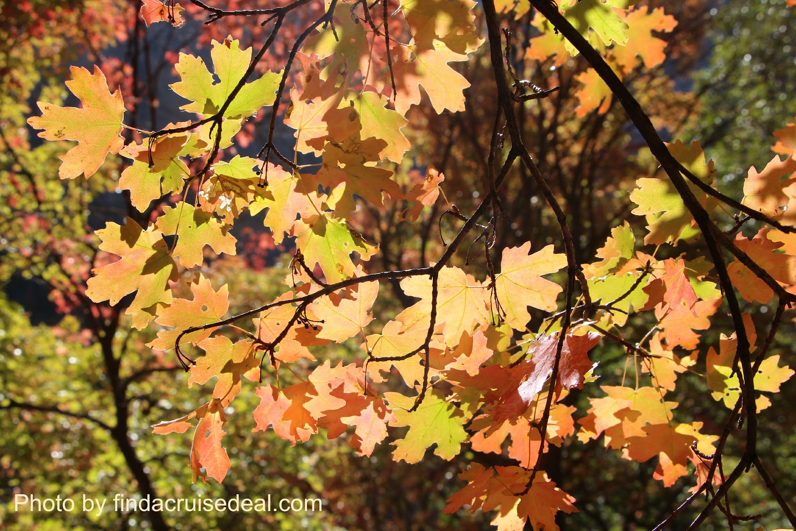 Carl's Cruise Capers and Travel Tips