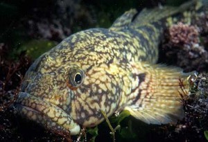 Pe patul de nada: Pescuitul la guvizi