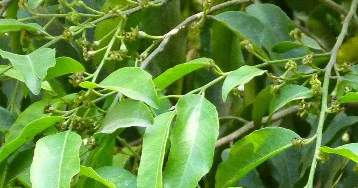 Medicinal Plants: Putranjiva roxburghii, Putrajivika, Lucky Bean Tree