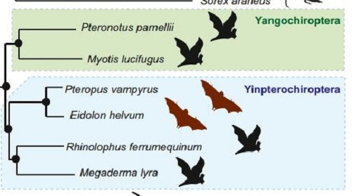 Phylogenomic Analyses Elucidate the Evolutionary Relationships of Bats