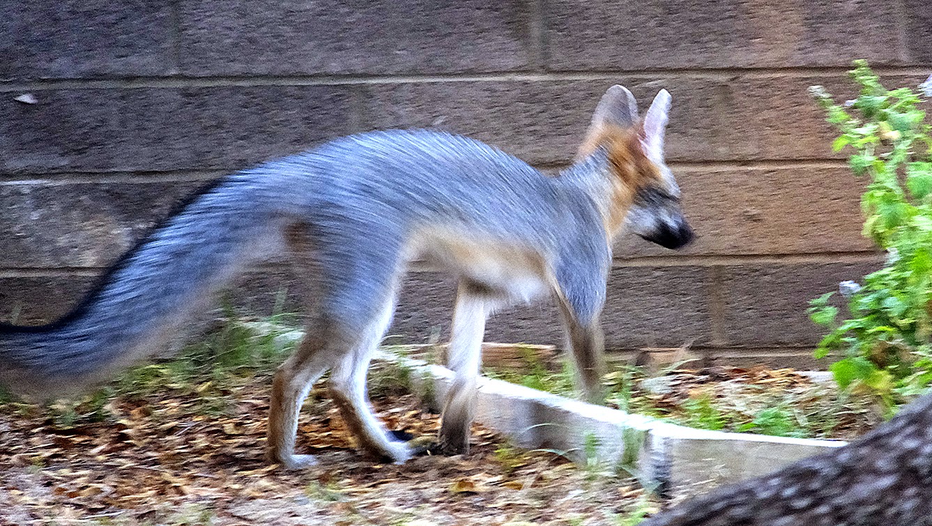 grey foxes * Tempe, AZ