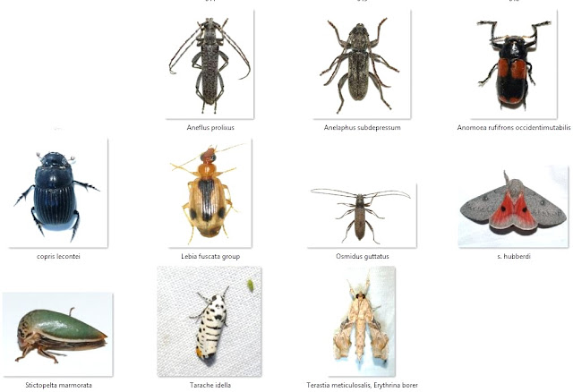 Arizona: Beetles, Bugs, Birds and more: A Canyon in Santa Cruz County