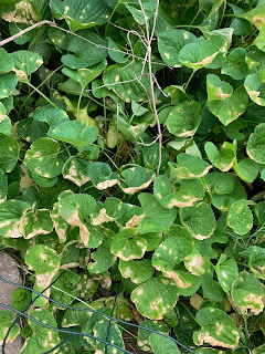 Midway Messenger: State investigating complaints by Highview Drive ...