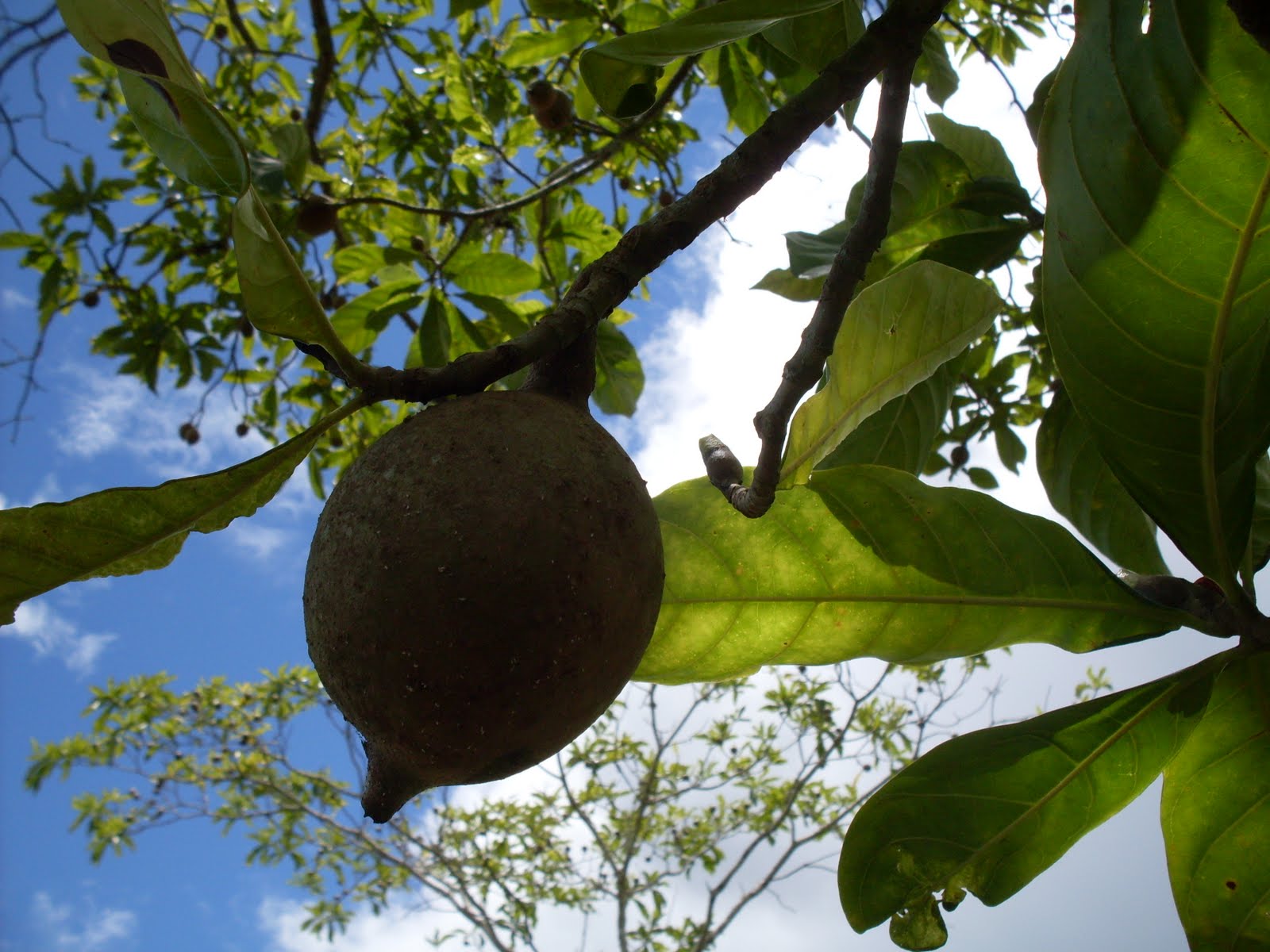 BIOFLAGRANTES*: JENIPAPO