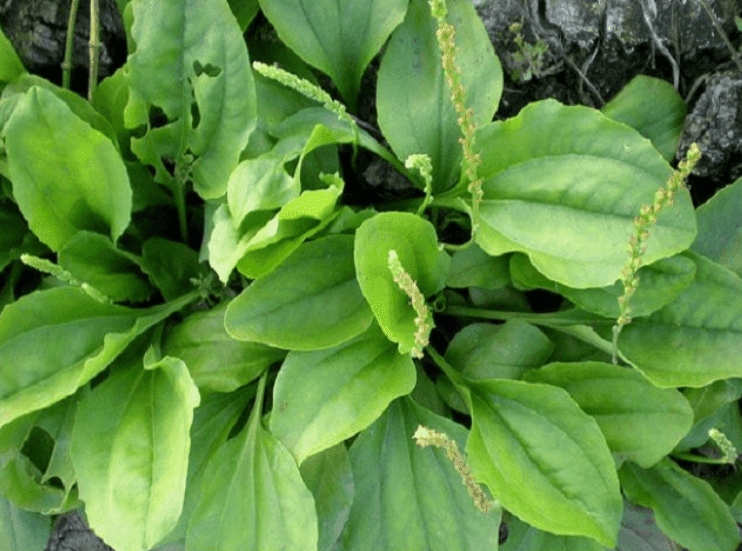 Rau dại - là thức ăn, vị thuốc trên đất Mỹ - Quinhon11