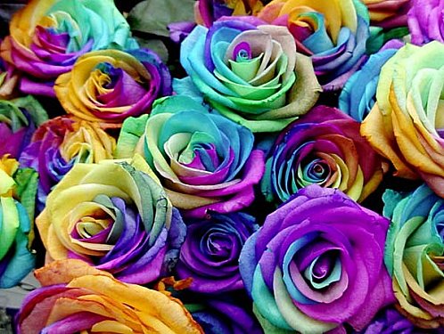 Fond d'écran 2012: La rose arc-en-ciel - Rainbow Rose