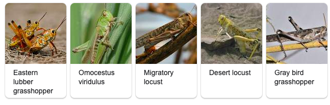 Most Interesting Facts About Grasshopper