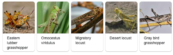 Most Interesting Facts About Grasshopper