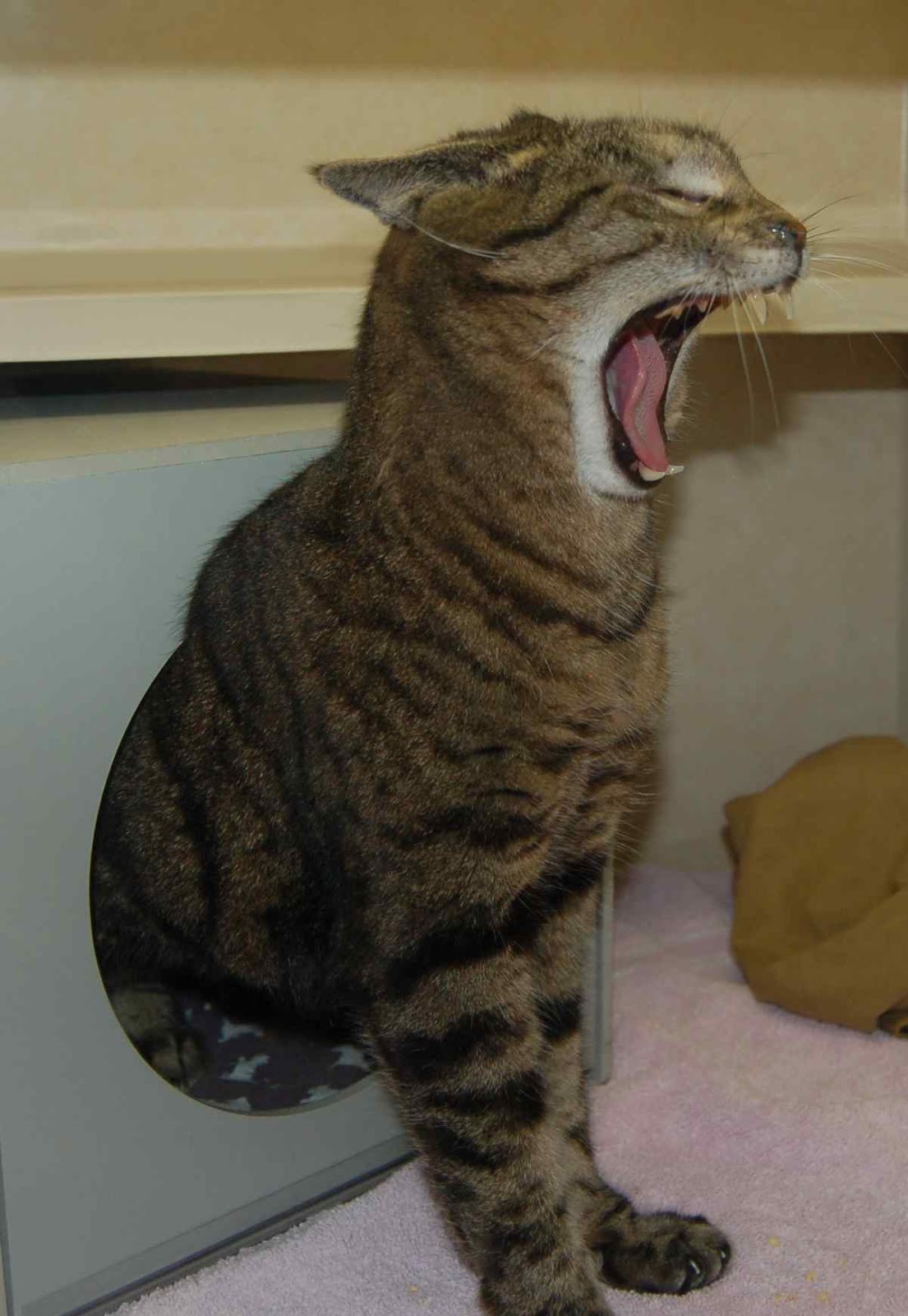 Animal Endocrine Clinic: Confirming the Diagnosis of Hyperthyroidism ...