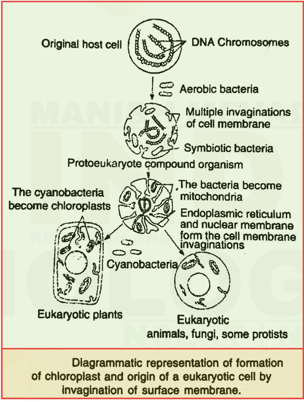 Biological Evolution (Biogency)
