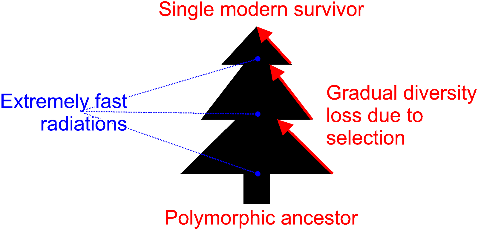 The Genealogical World of Phylogenetic Networks: Evolutionary processes ...