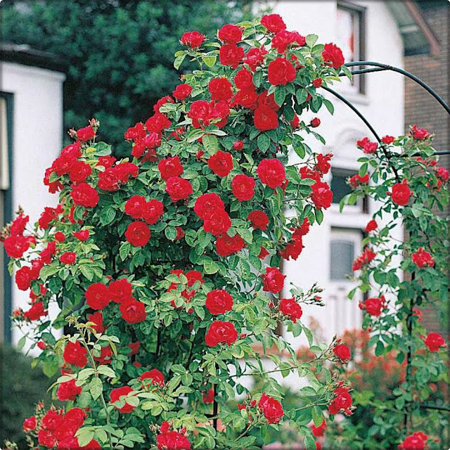 13 Best Climbing Roses for you Gardens