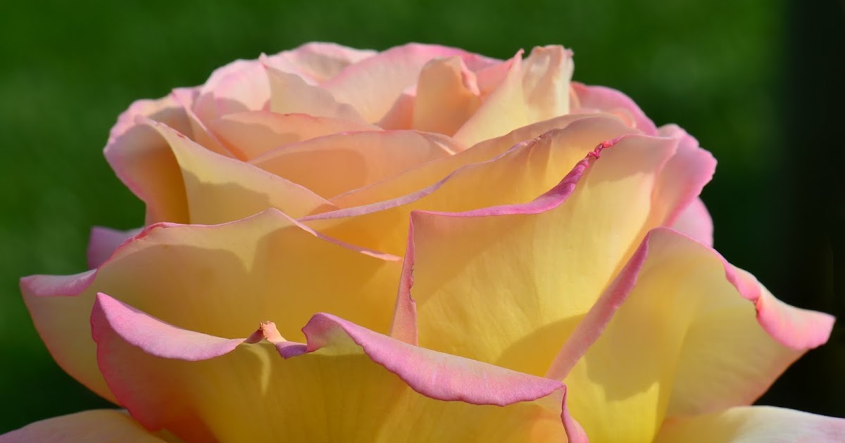 Nitideces de Miguel: Rosa rosae