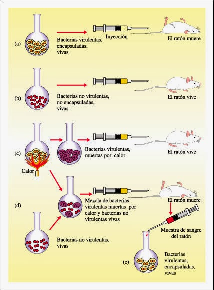 BLOG DE BIOLOGIA 4B ESO: Experimento de Avery y Griffith