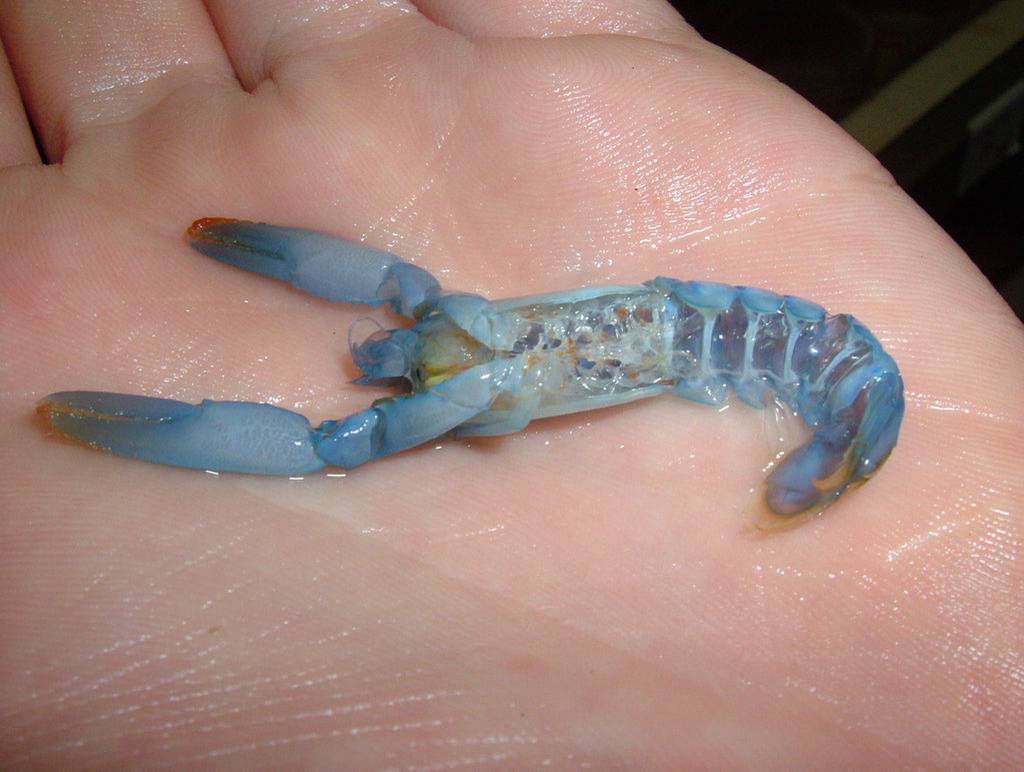 Ecdysis: When Growing Up is More than Skin Deep | The Ark In Space