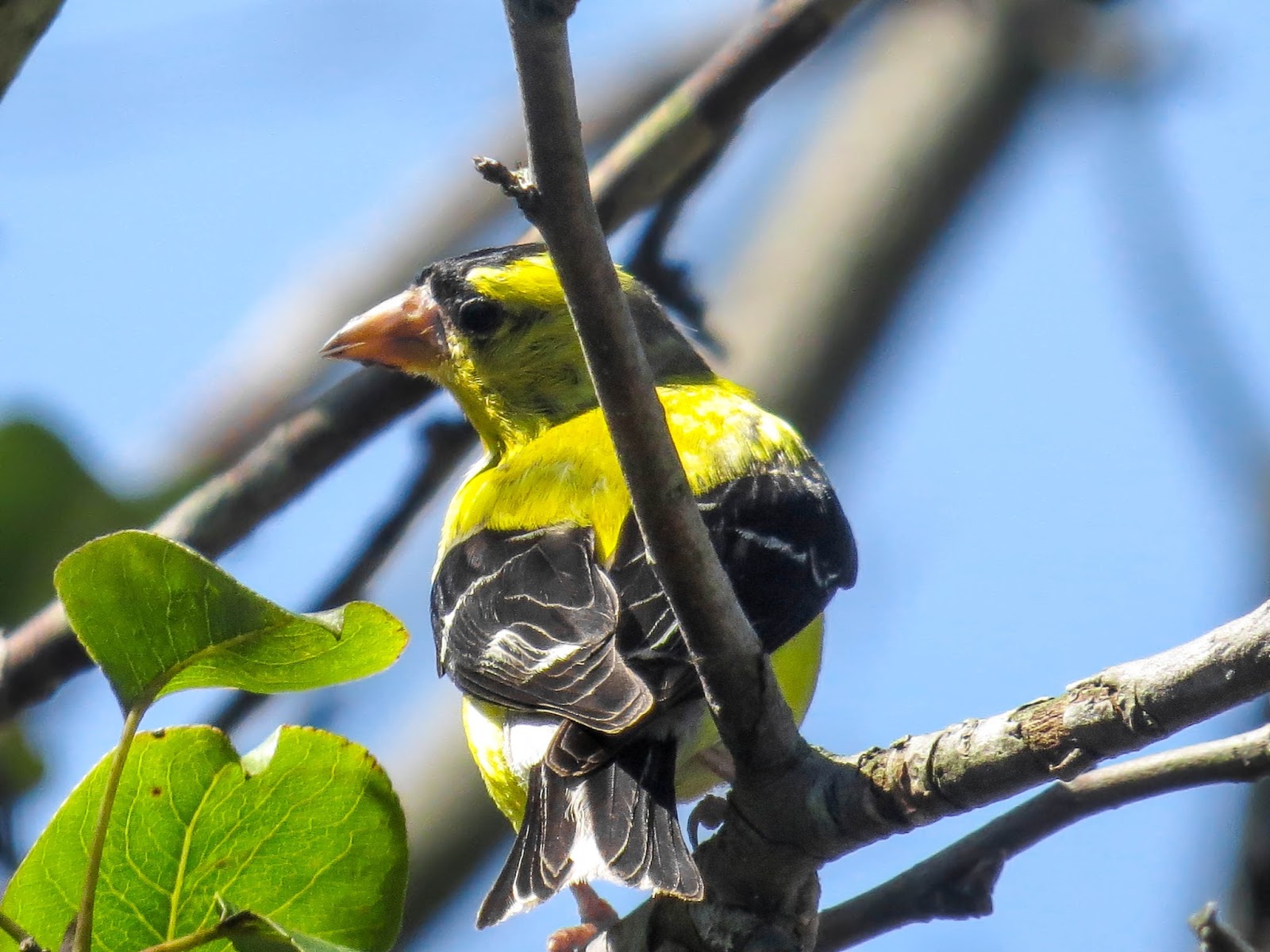 THE BIRD HOUSE: AMERICAN GOLDFINCH: 09/02/2016