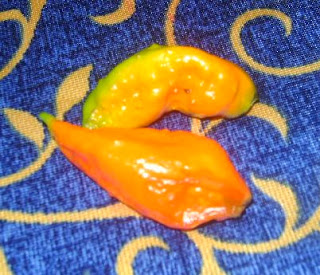 Bhut Jolokia Murg / Chicken with Assamese Chilli for CCC - Cuisine delights