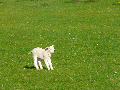 Bloat In Lambs