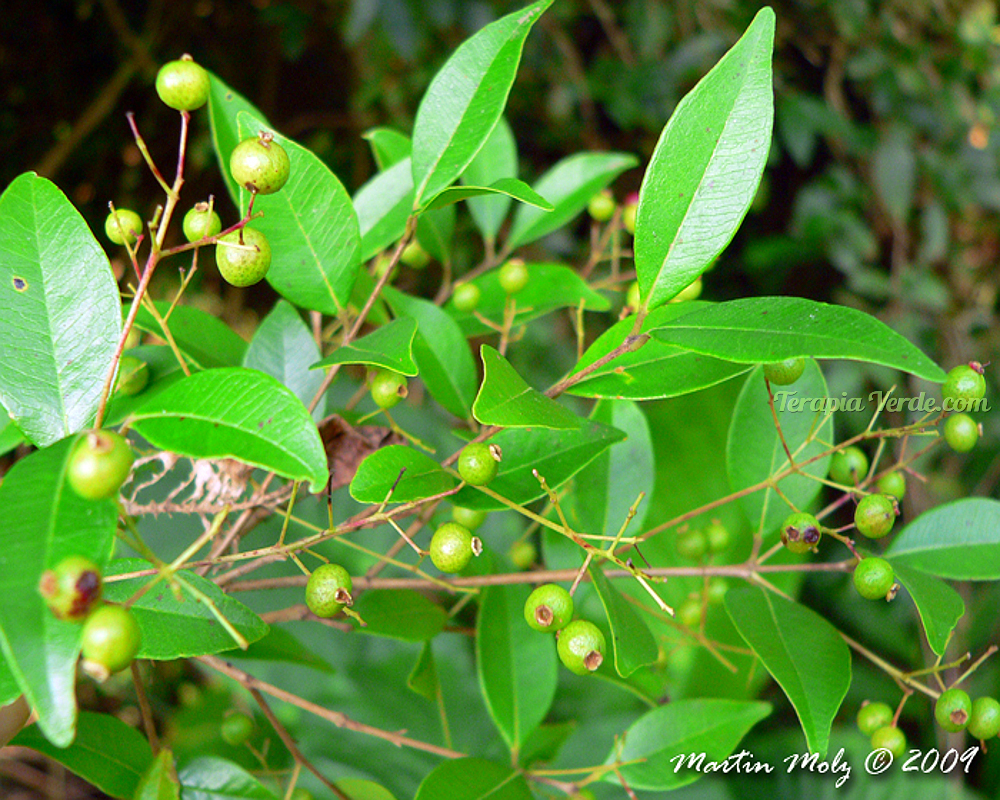 Benefícios da Pedra-ume-caá | Terapia Verde