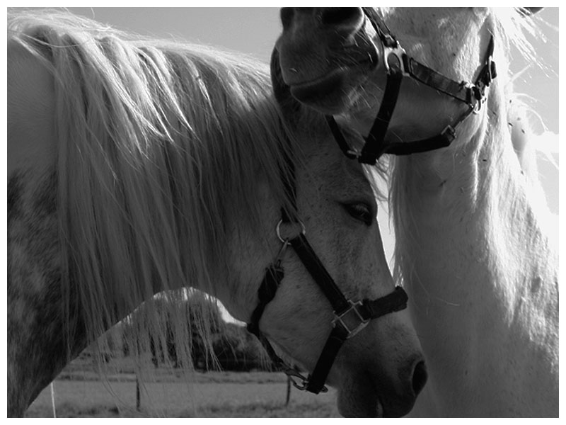 Imagini Desktop: Imagini Desktop Cai Albi