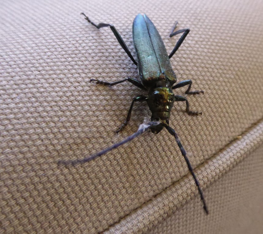 Living the life in Saint-Aignan: Living with bats and beetles