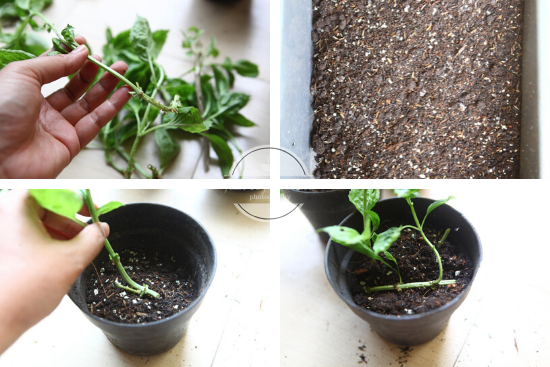 Sukses Menyetek Basil | Just Try & Taste