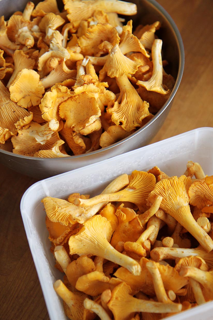 SILLÄ SIPULI: Kanttarelli-fenkolipasta