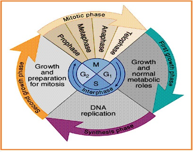Wety Yuningsih: Mitosis (Pembelahan Sel) Kelas 12 IPA/ IPS LM