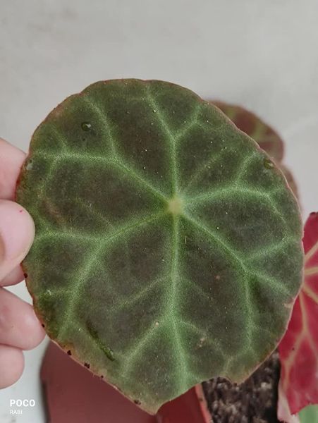 Garden Chronicles of James David: Begonia Goegoensis