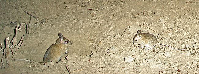 Remote Camera Trap - South Africa: Gerbils Galore