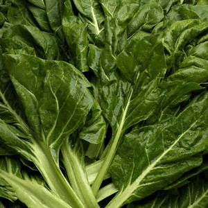 HABLEMOS SOBRE LA ACELGA