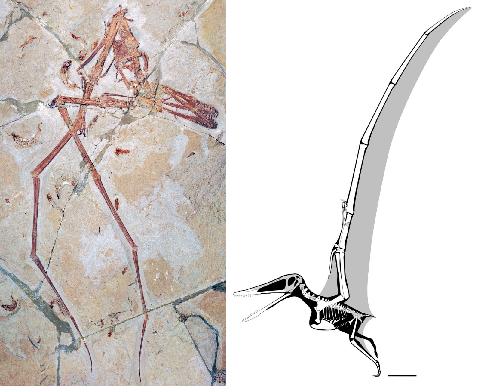 Species New to Science: [Paleontology • 2019] Mimodactylus libanensis ...